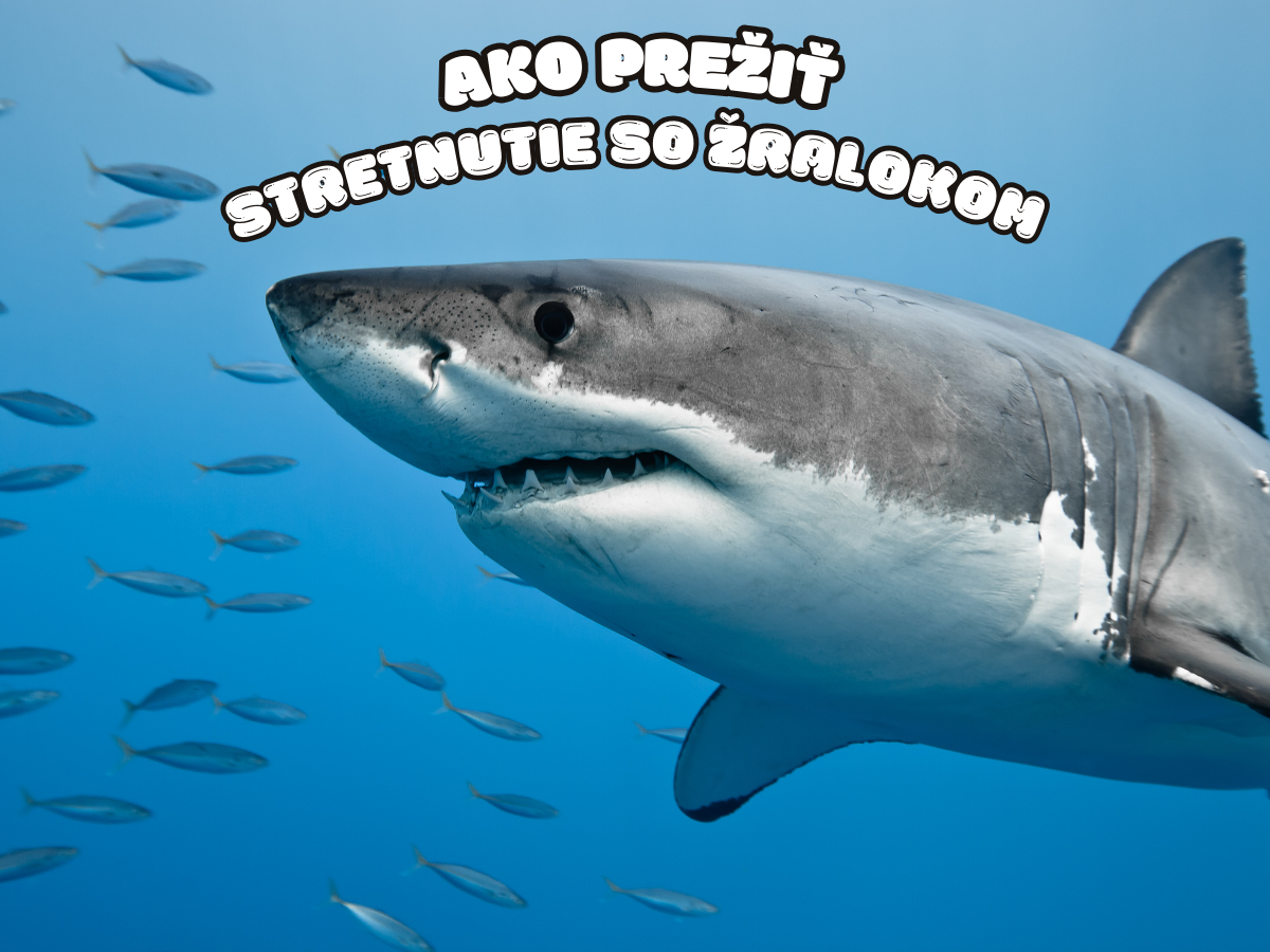 UL: Viete, čo robiť, keď na dovolenke stretnete žraloka? » UnitedLife ...